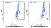 UM-SCC-47 HPV-16 Positive Squamous Carcinoma Cell Line | SCC071